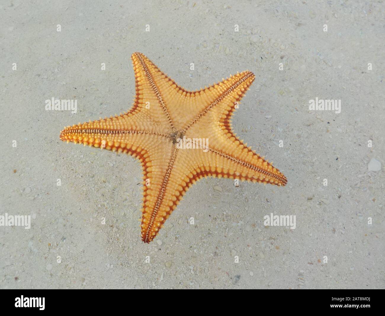 Inverted floating starfish Stock Photo - Alamy