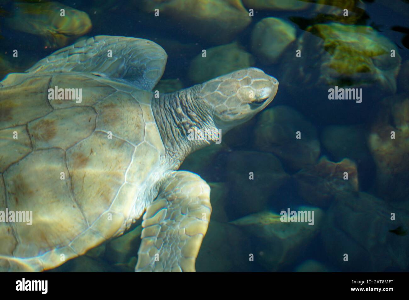 Close up of albino sea turtle. White sea turtle swimming in clear water ...