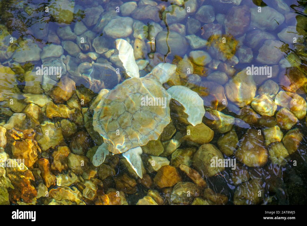 Close up of albino sea turtle. White sea turtle swimming in clear water ...