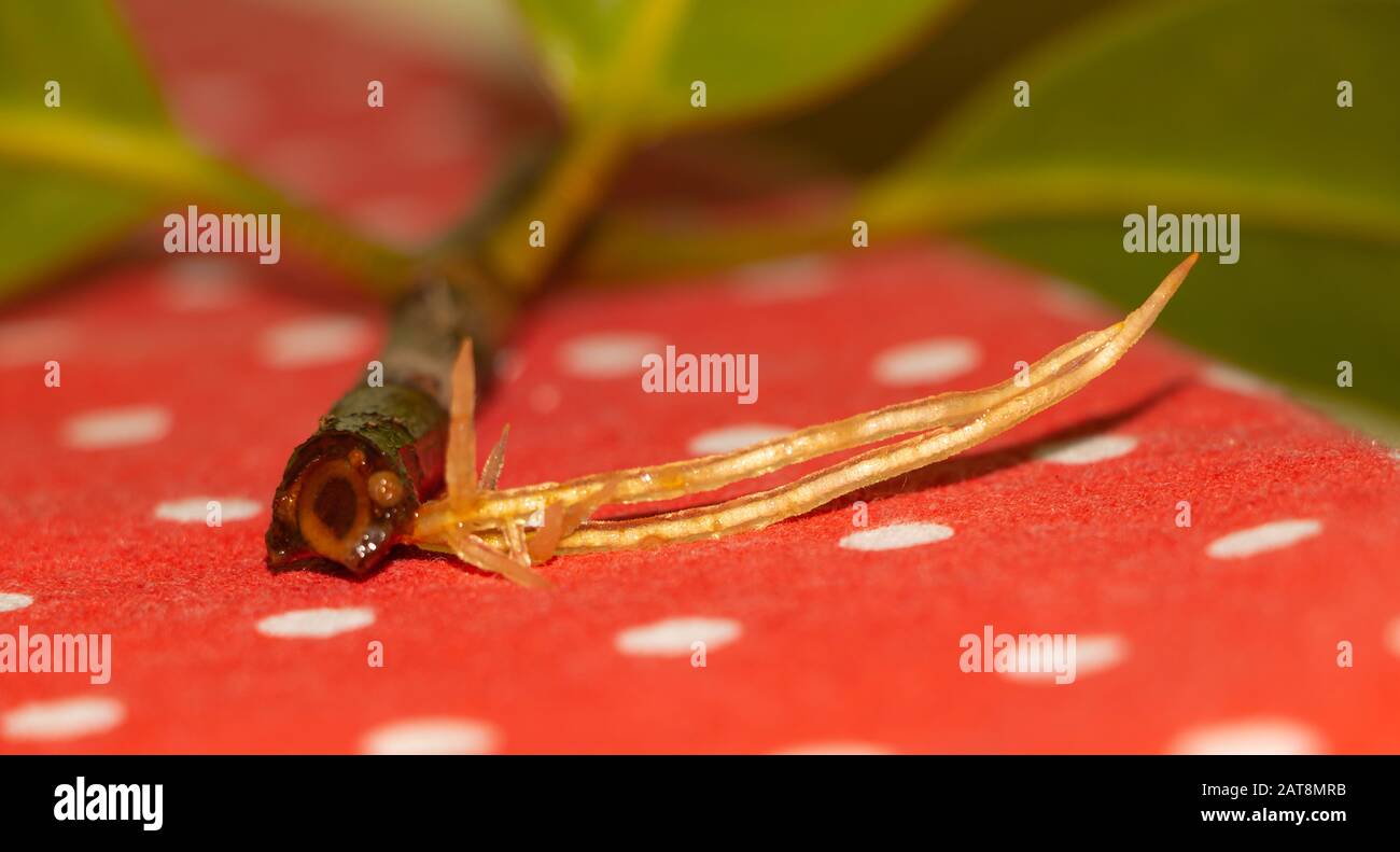 Rubber fig roots close up. Prune rubber fig concept Stock Photo - Alamy