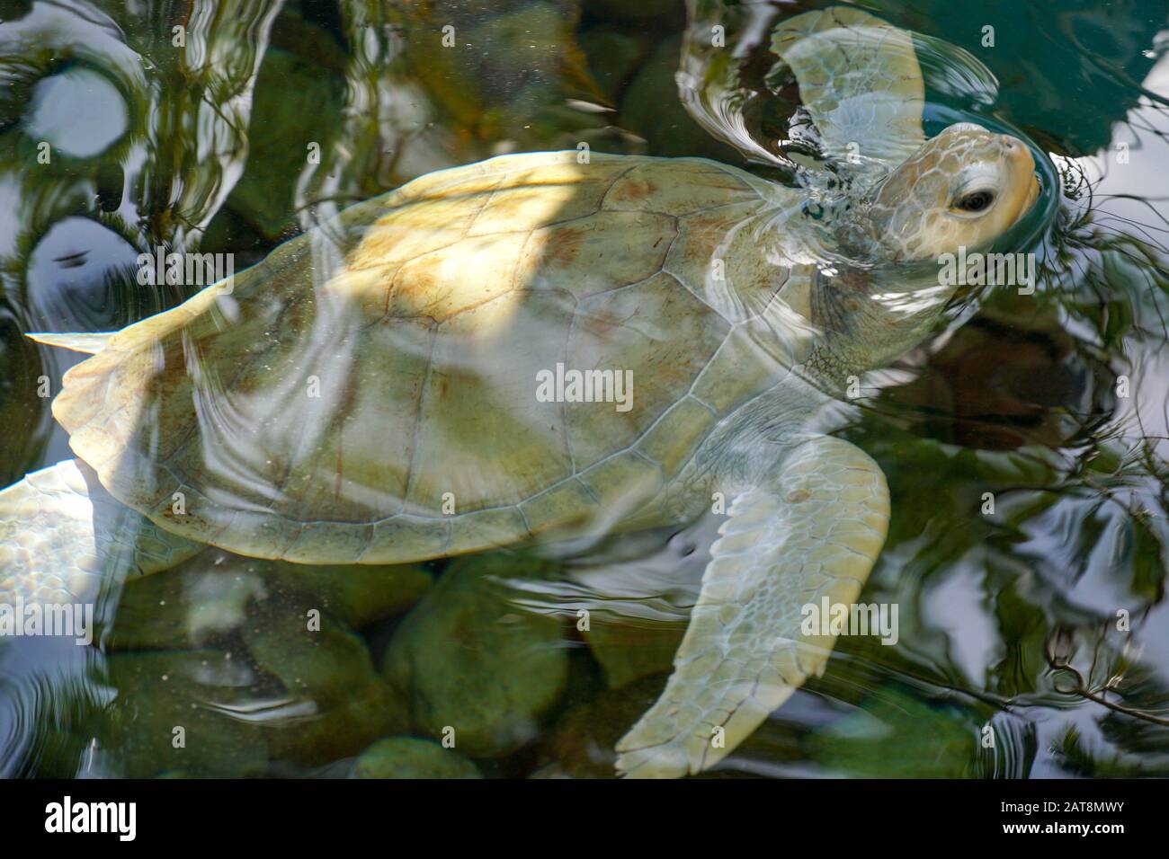 Close up of albino sea turtle. White sea turtle swimming in clear water ...