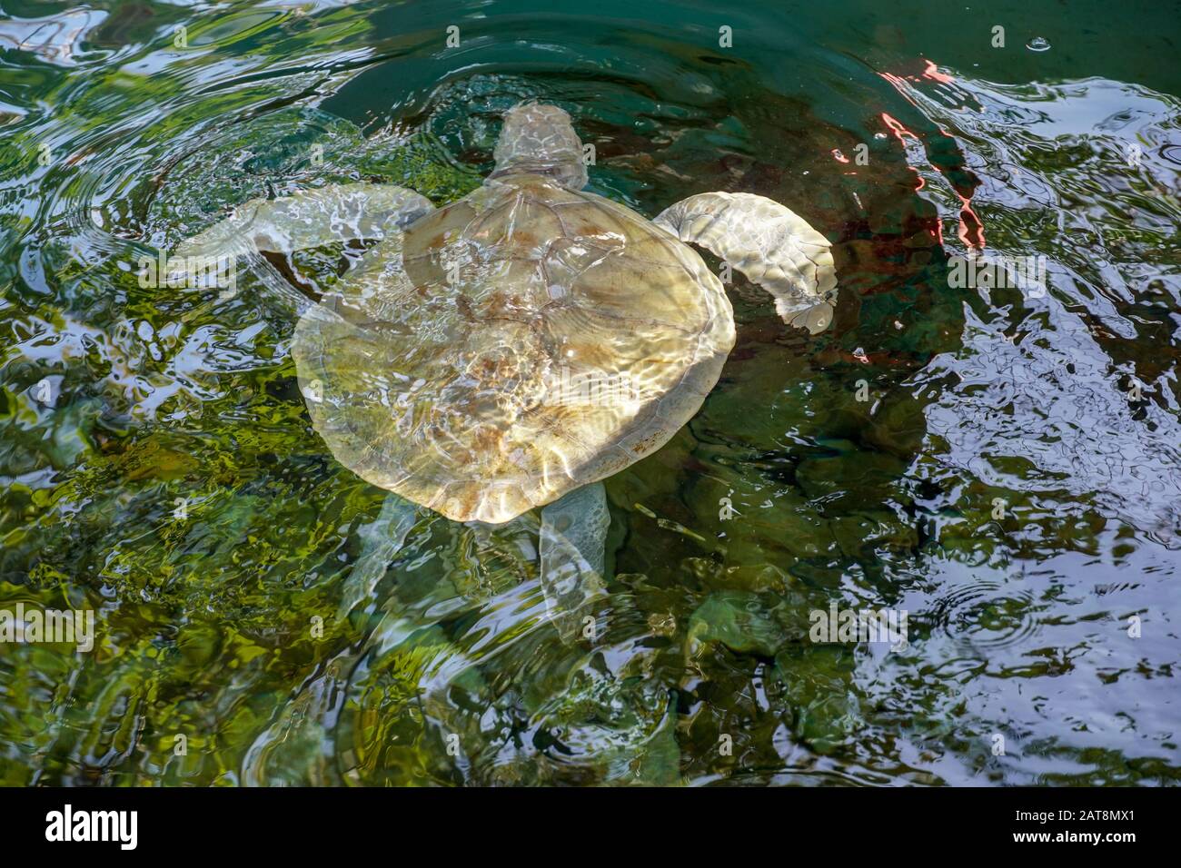 Close up of albino sea turtle. White sea turtle swimming in clear water ...