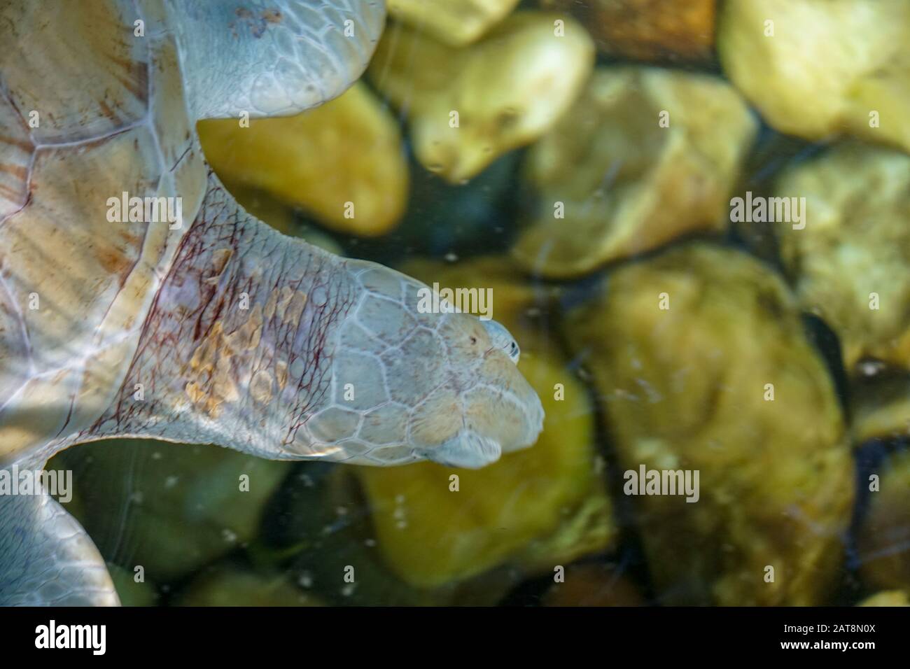 Close up of albino sea turtle. White sea turtle swimming in clear water ...