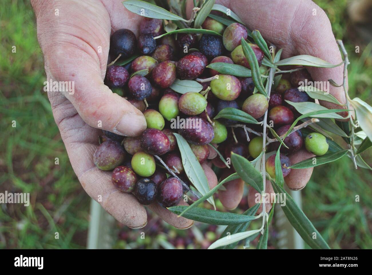 Olive picking italy hand hi-res stock photography and images - Alamy