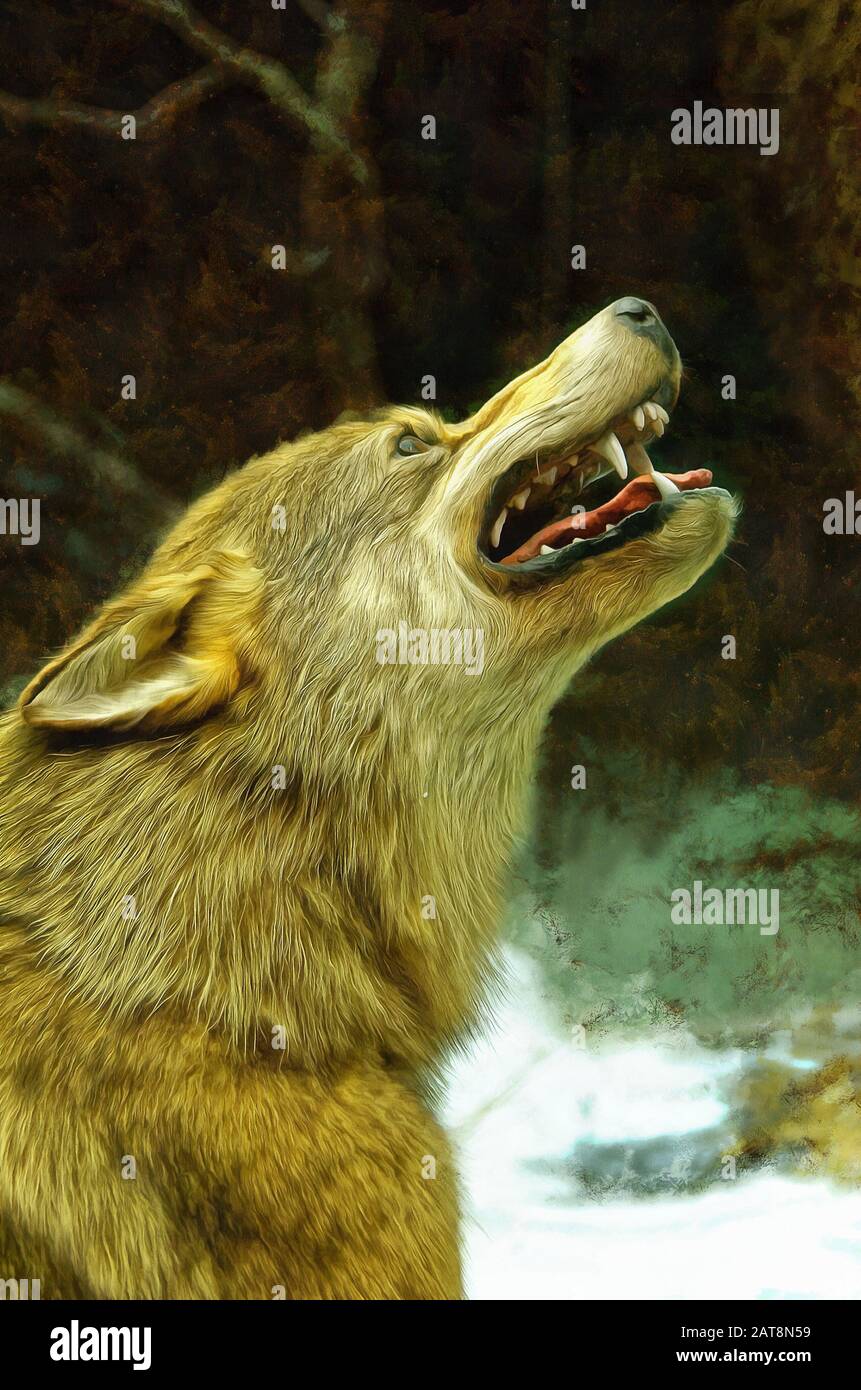 Canis species illustration hi-res stock photography and images - Alamy