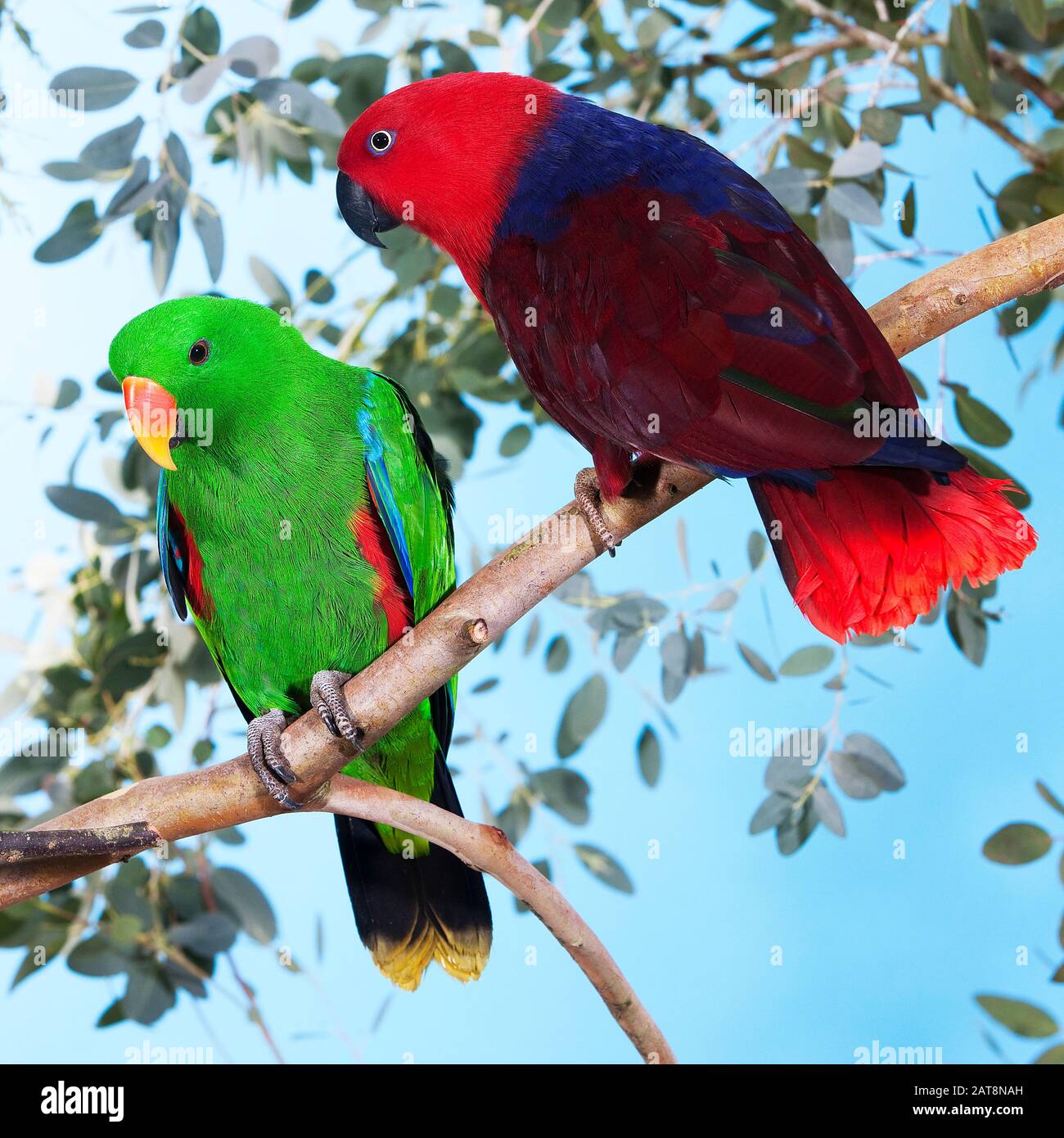 Eclectus Parrot, eclectus roratus, Male and Female standing on Branch ...