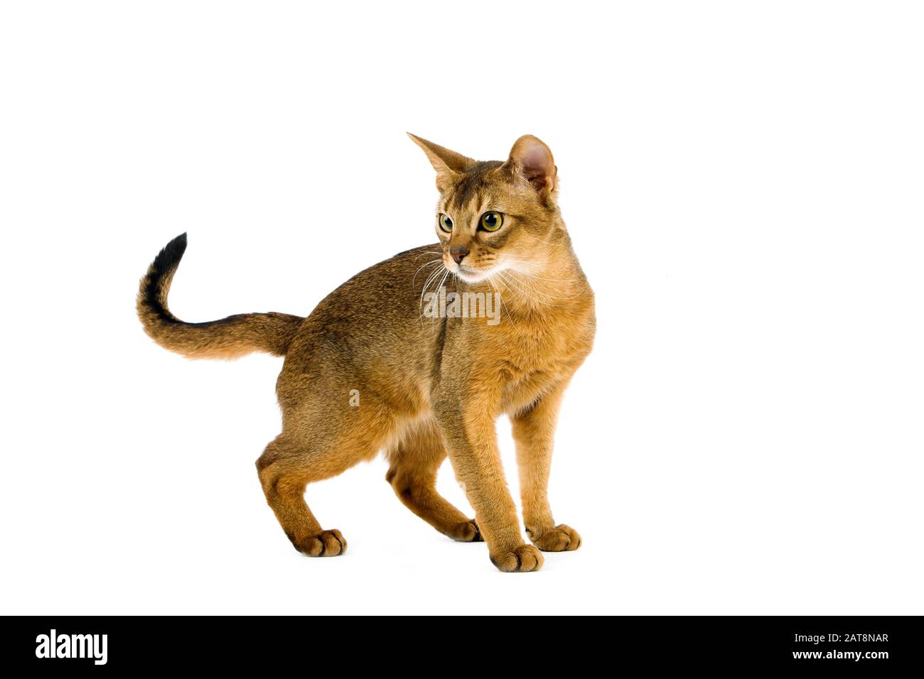 Abyssinian cat standing Cut Out Stock Images & Pictures - Alamy