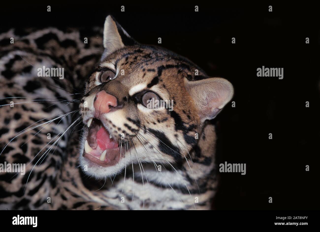 Ocelot, leopardus pardalis, Portrait of Adult Snarling Stock Photo - Alamy