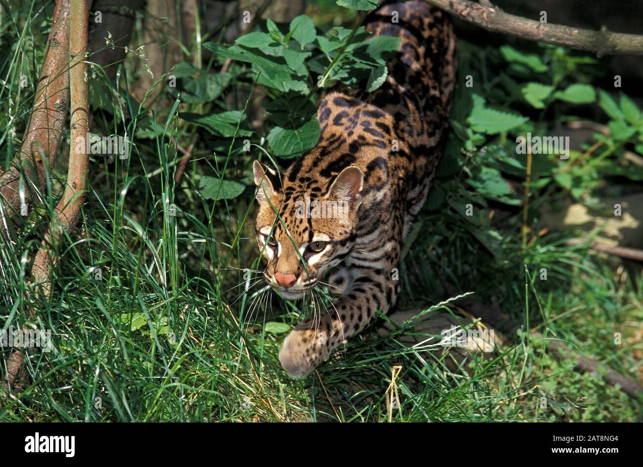 Ocelot leopardus pardalis adult hi-res stock photography and images - Alamy