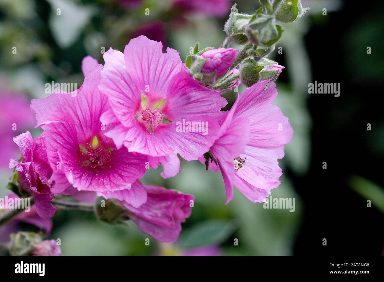 Tree Mallow, lavatera olbia, Flowers in Normandy Stock Photo - Alamy