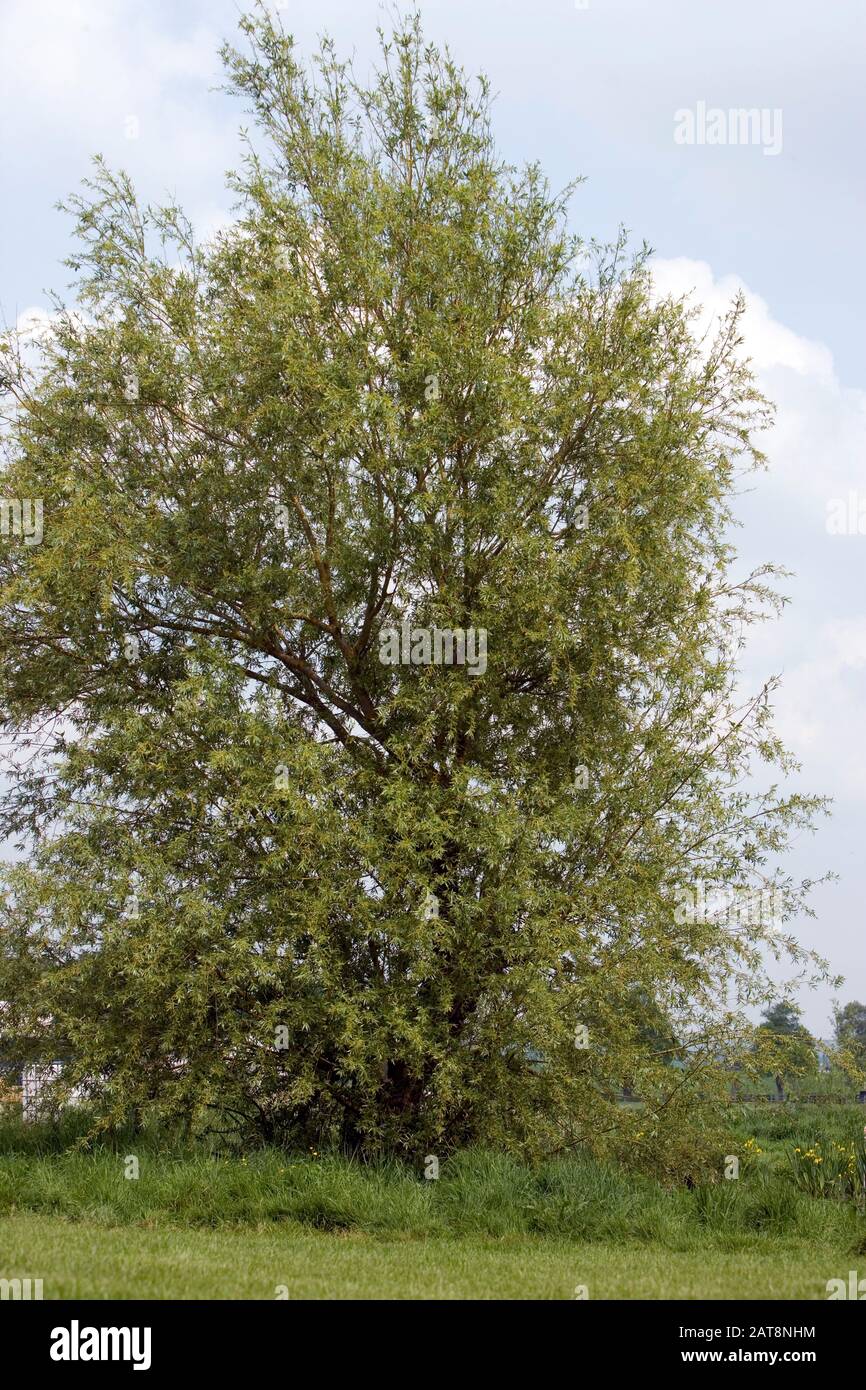 Pollard Willow, salix alba, Tree in Normandy Stock Photo - Alamy