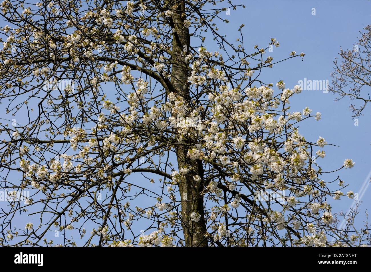 Wild Cherry Tree, prunus avium, Blooming Tree in Normandy Stock Photo ...
