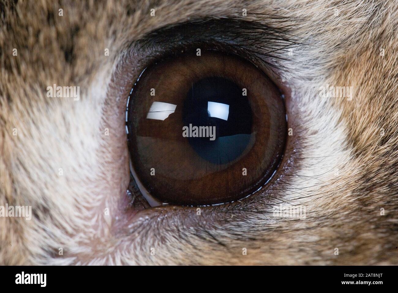 Normandy Domestic Rabbit, Close up of Eye Stock Photo - Alamy