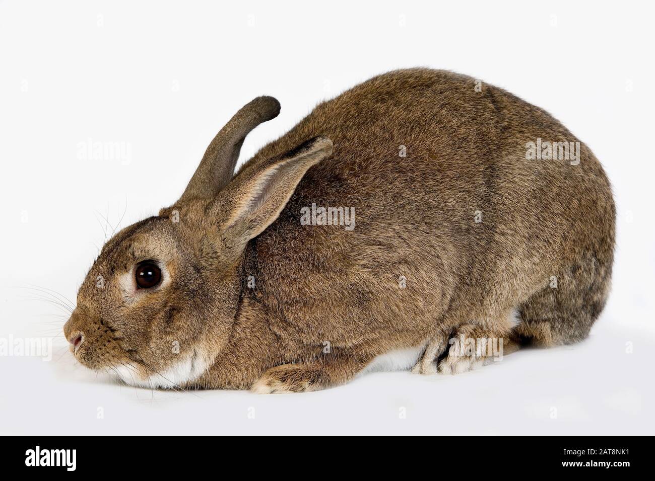 Rabbit Adult High Resolution Stock Photography and Images - Alamy