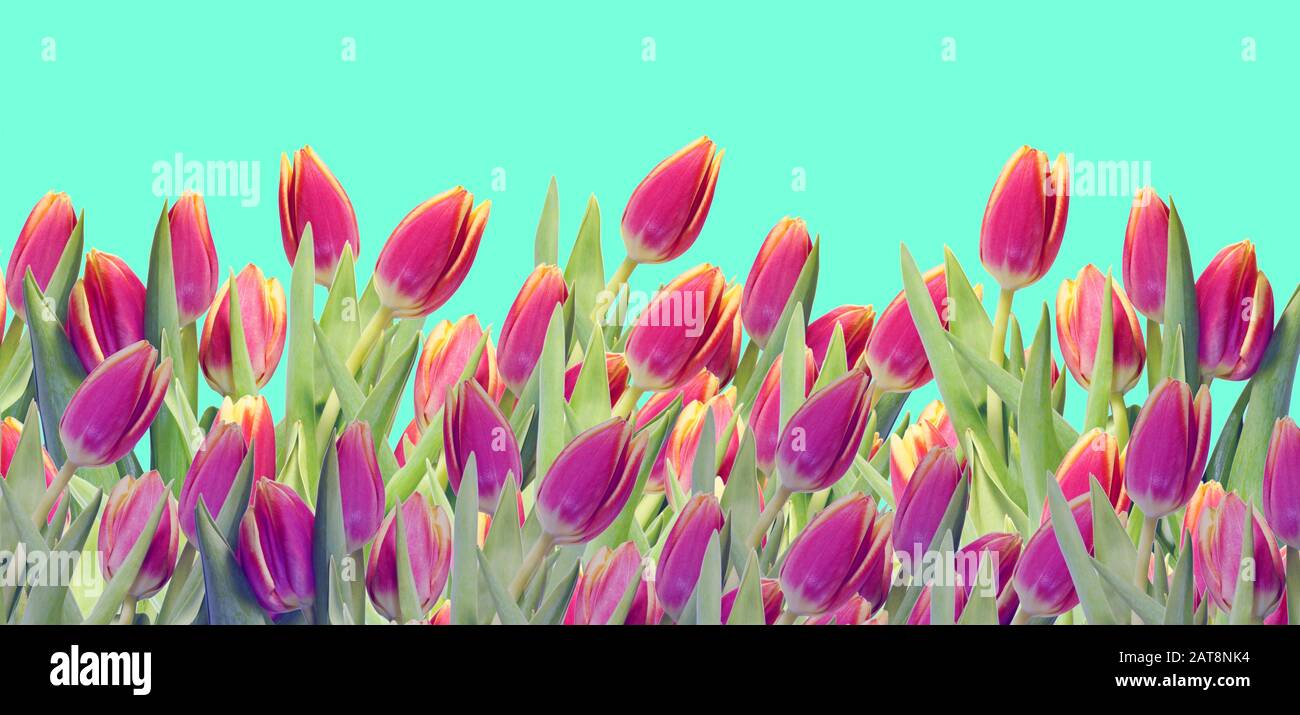 simple design border red tulips on a greenish background trend color ...
