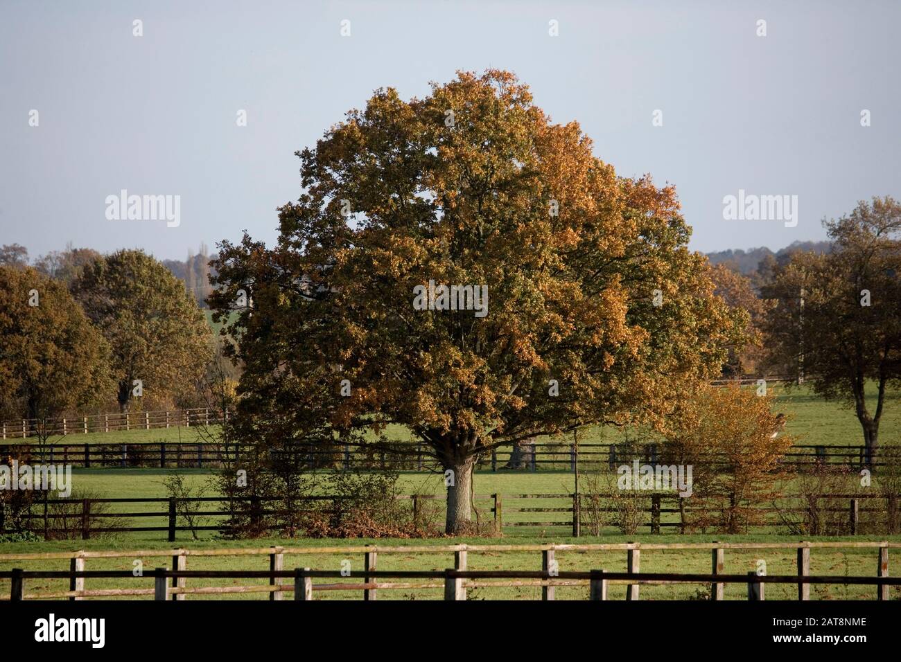 Oak tree and horses hi-res stock photography and images - Alamy