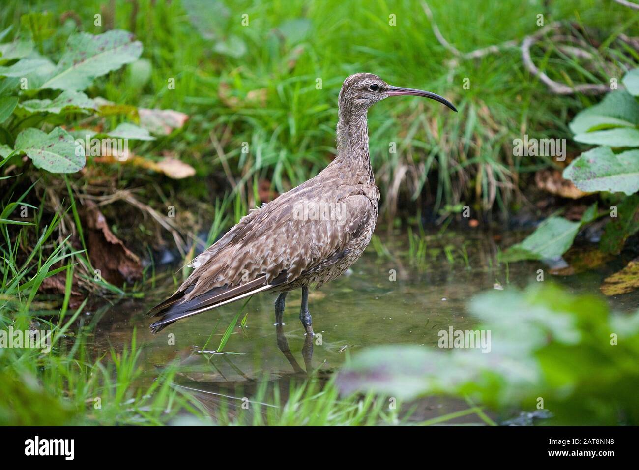 Eurasian Curlew, numenius arquata, Adult standing on Water, Normandy ...