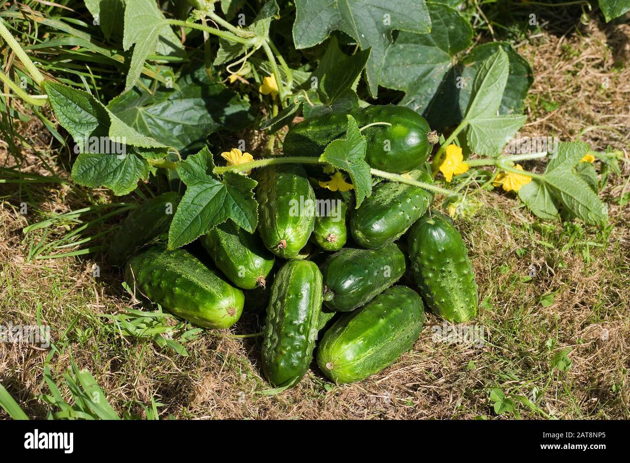 Gherkin or Pickle, cucumis sativus, Vegetable garden in Normandy Stock ...