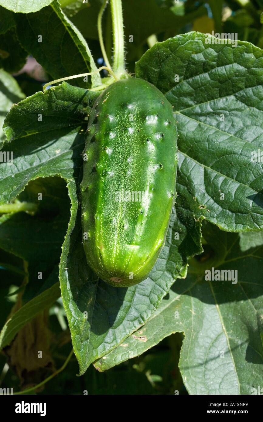 Gherkin or Pickle, cucumis sativus, Vegetable garden in Normandy Stock ...