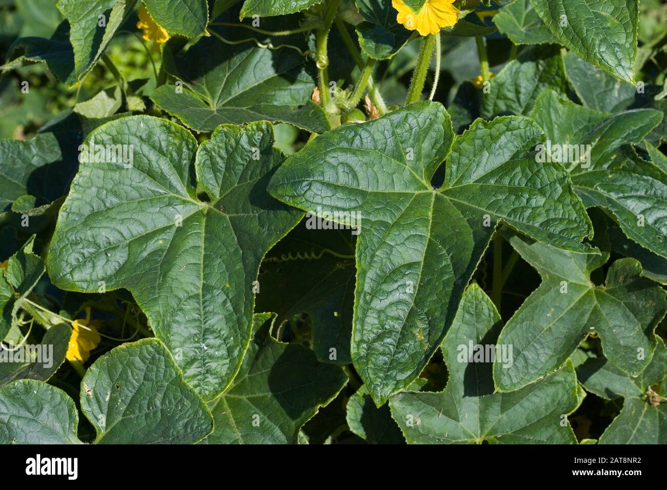 Gherkin or Pickle, cucumis sativus, Vegetable garden in Normandy Stock ...