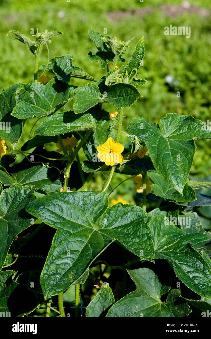Gherkin or Pickle, cucumis sativus, Vegetable garden in Normandy Stock ...