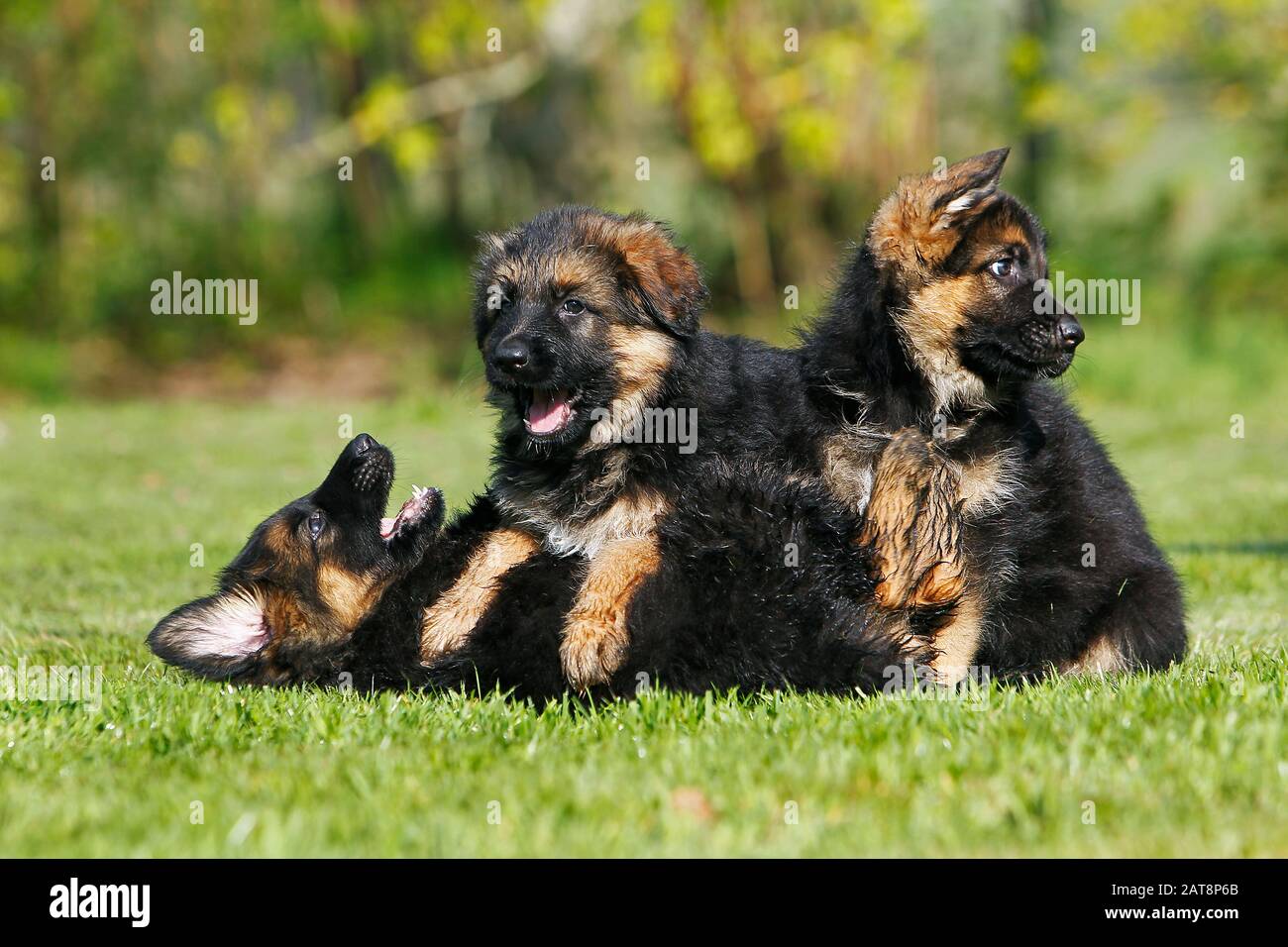 German Shepherd Dog, Pups playing on Grass Stock Photo - Alamy