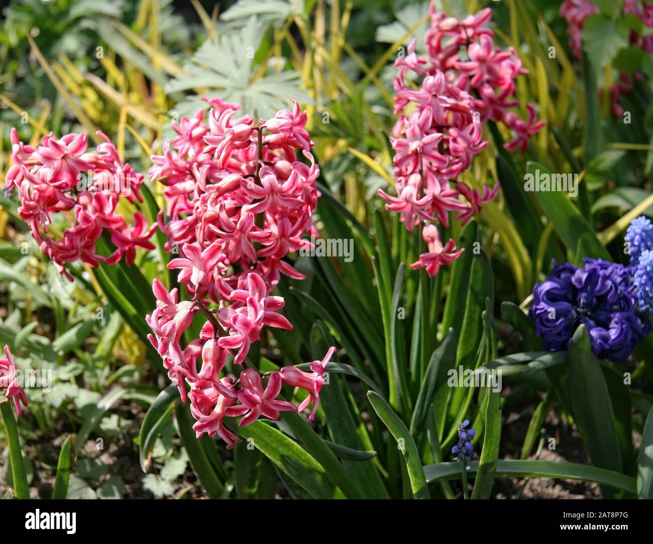 Group of beautiful multicolored hyacinths. Early spring hyacint plant ...