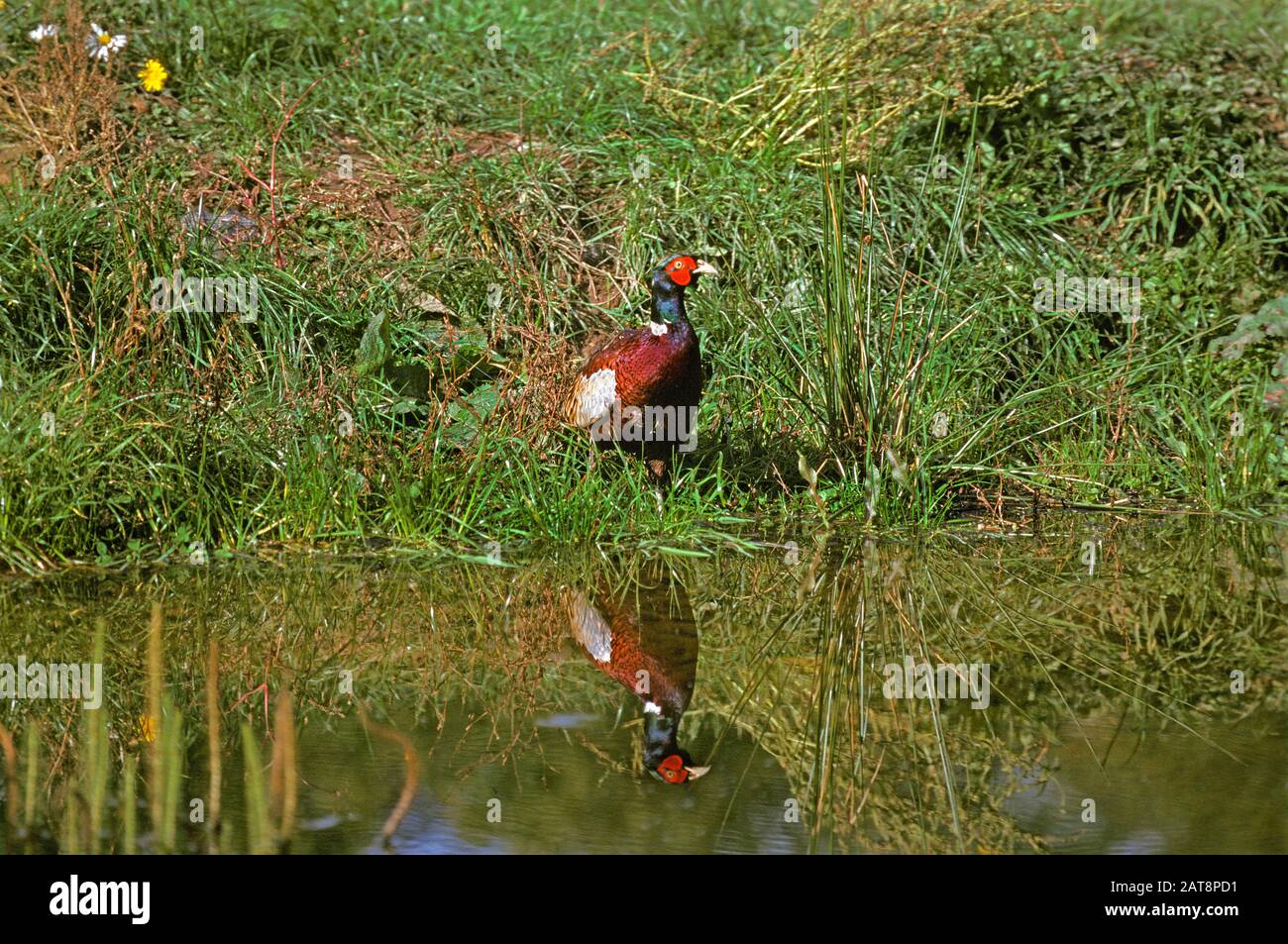 Common Pheasant, phasianus colchicus, Male standing near Water ...