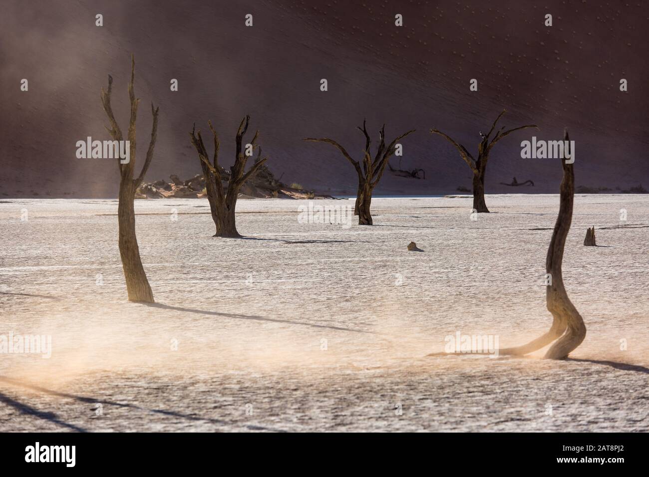 Silhouettes of dry hundred years old trees in the desert among red sand ...