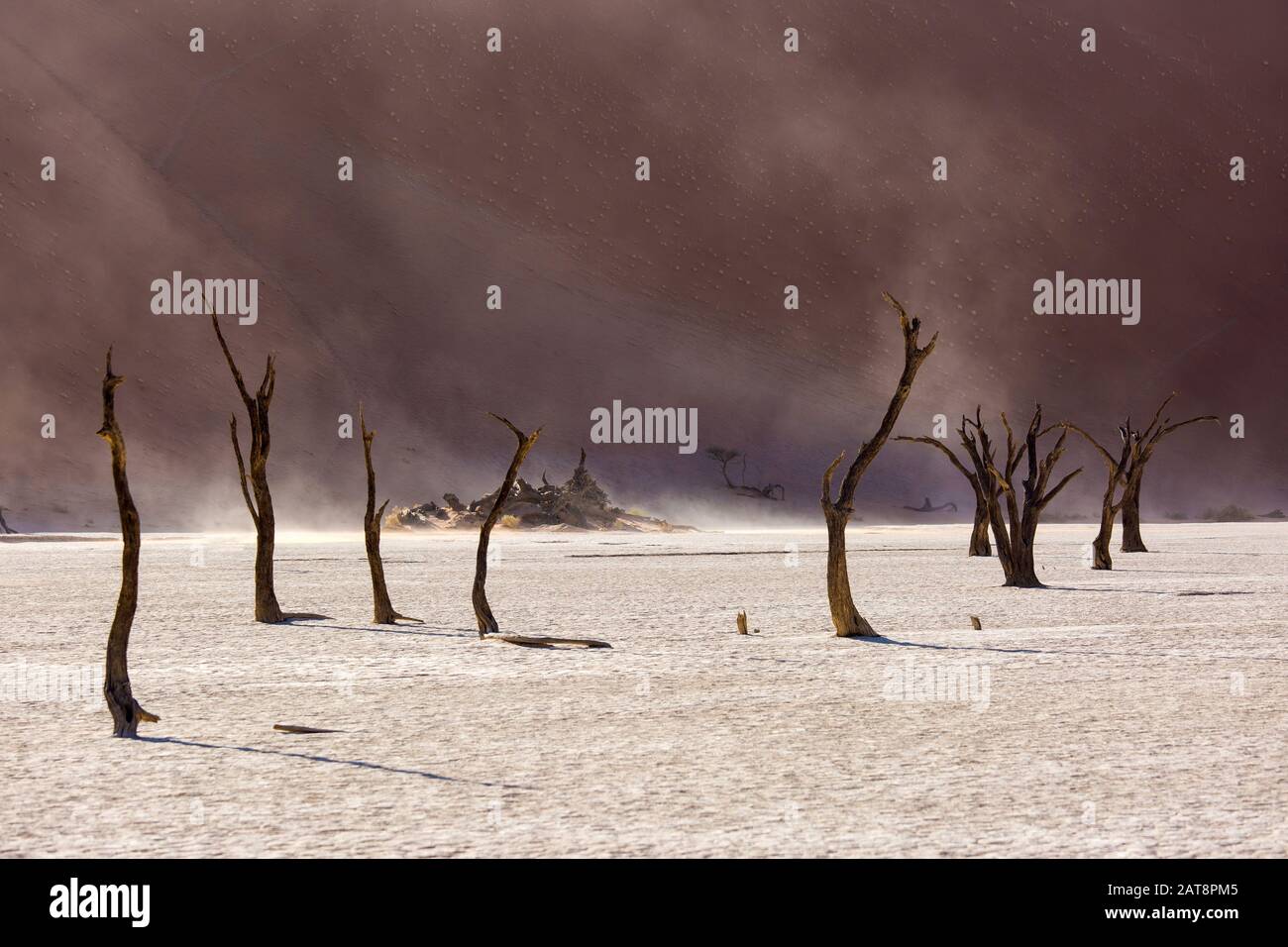 Silhouettes of dry hundred years old trees in the desert among red sand ...