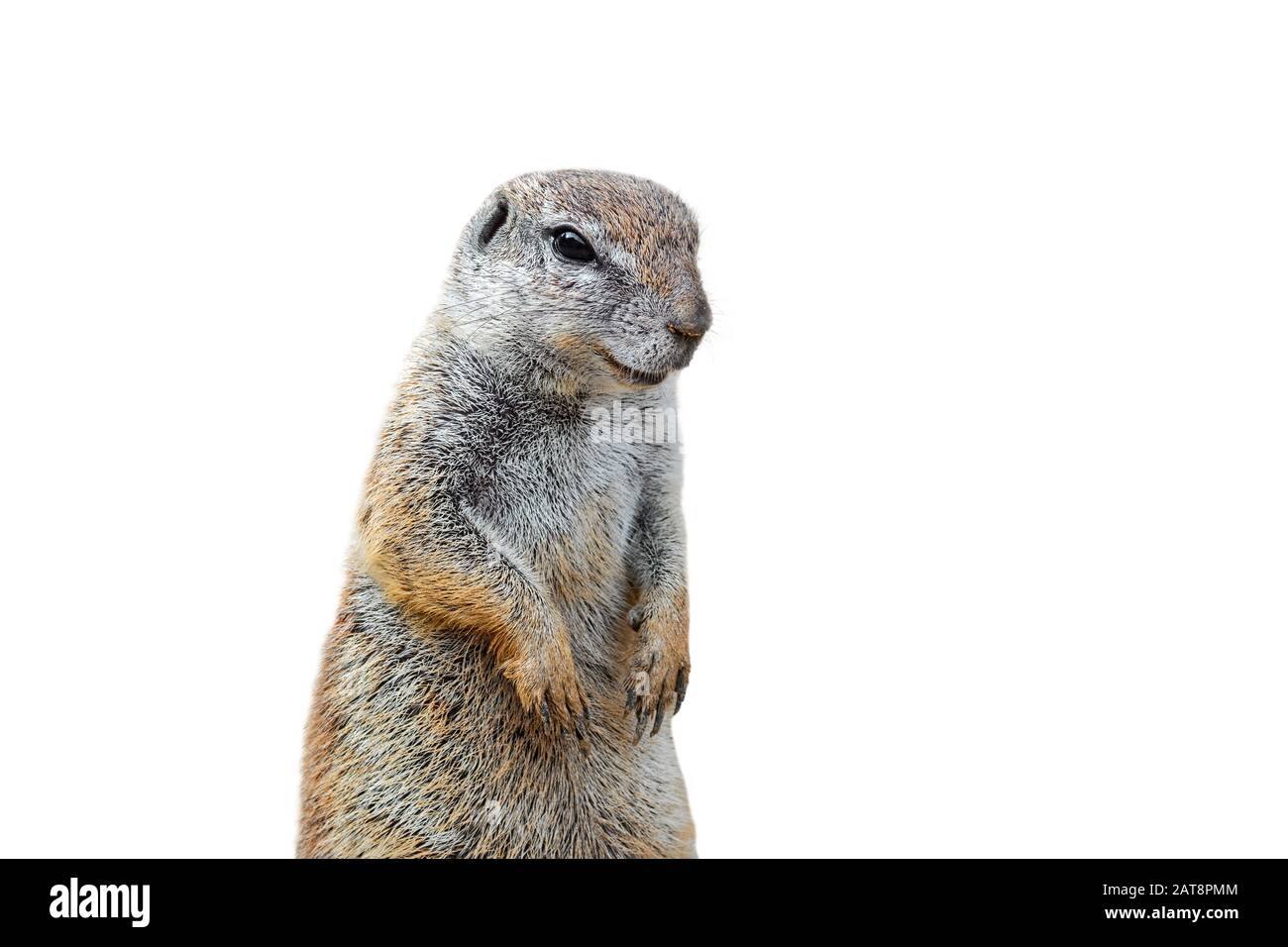 Cape ground squirrel (Xerus inauris) native to Southern Africa against ...