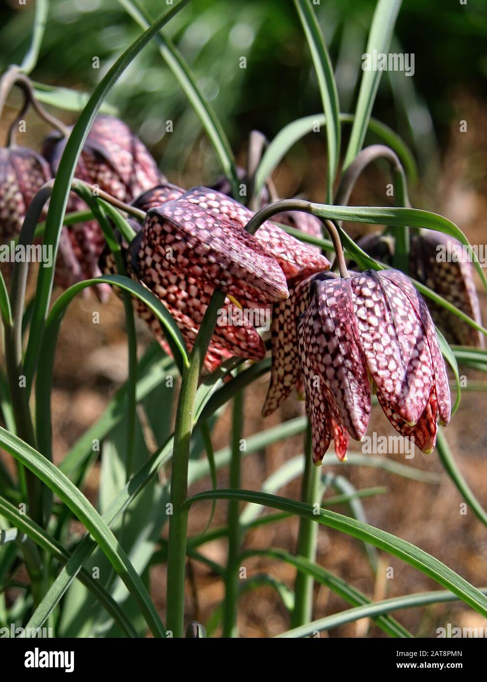 The checkerboard Fritillaria. Group of flowers with a checkerboard ...