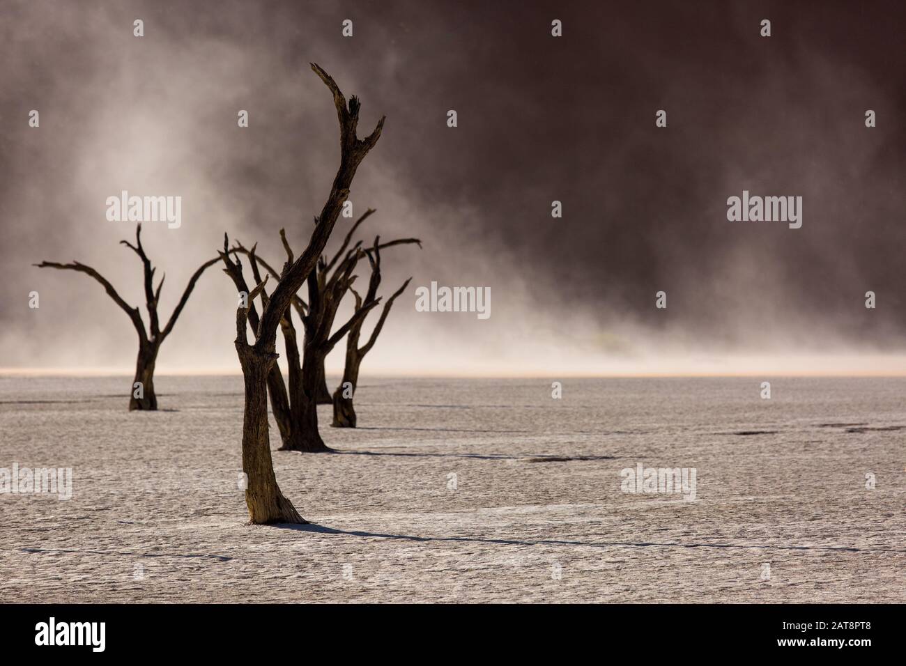 Silhouettes of dry hundred years old trees in the desert among red sand ...