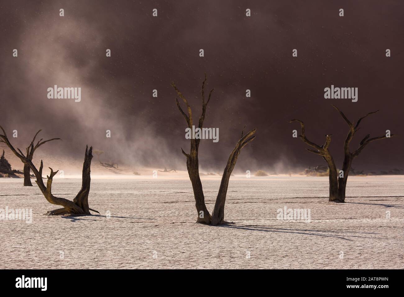 Silhouettes of dry hundred years old trees in the desert among red sand ...