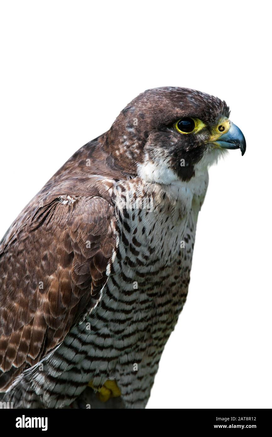 Close up of Peregrine falcon (Falco peregrinus) against white ...