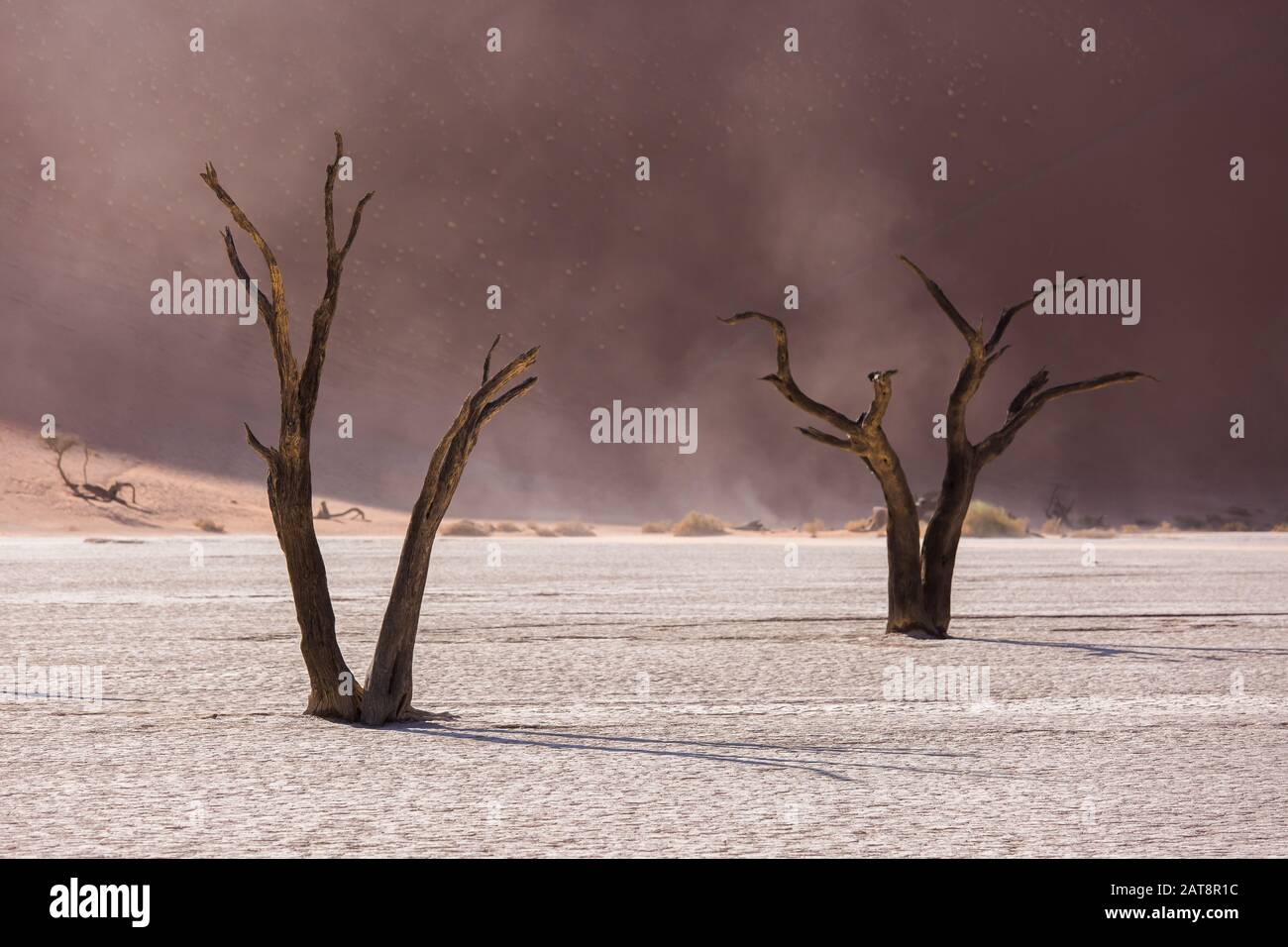 Silhouettes of dry hundred years old trees in the desert among red sand ...