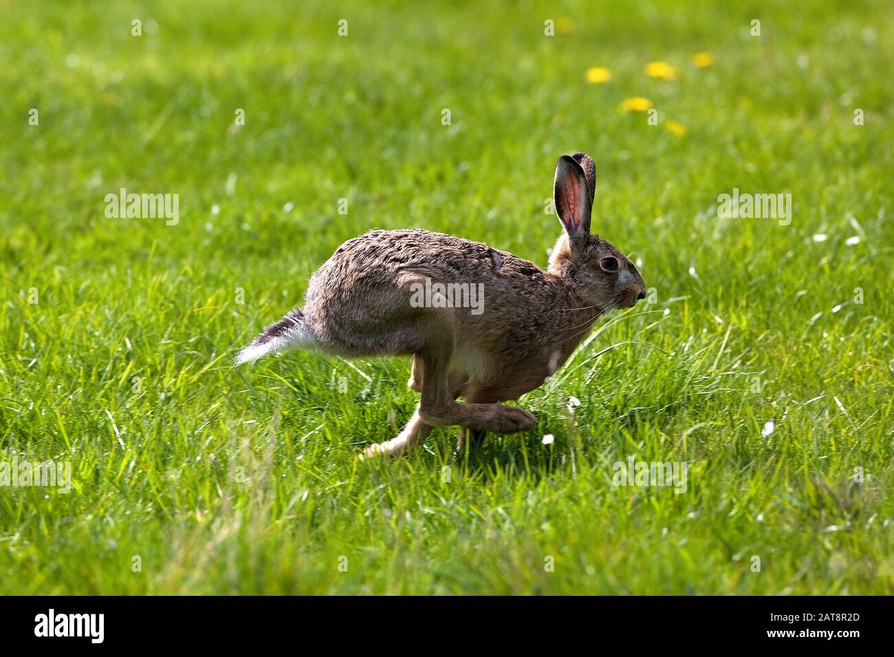 European Brown Hare, lepus europaeus, Adult running on Grass, Normandy ...