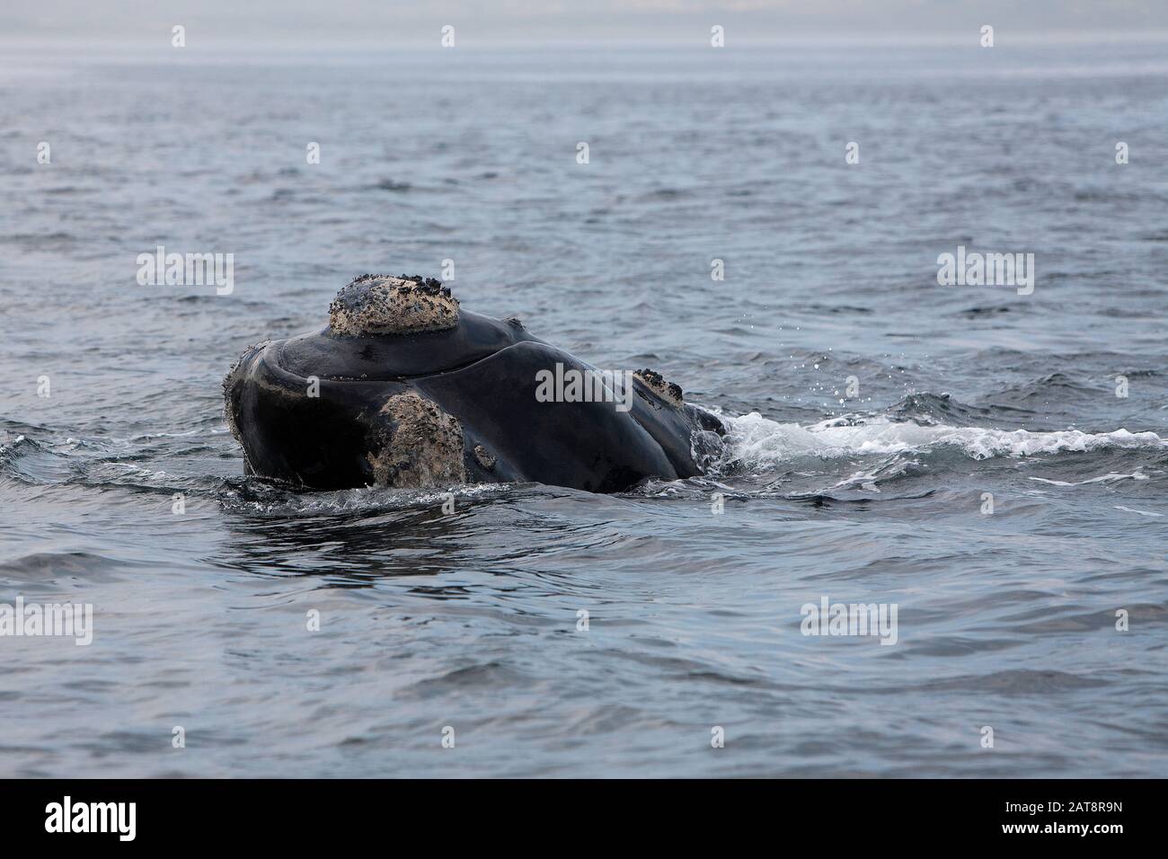 Southern Right Whale, eubalaena australis, Head of Adult emerging from ...