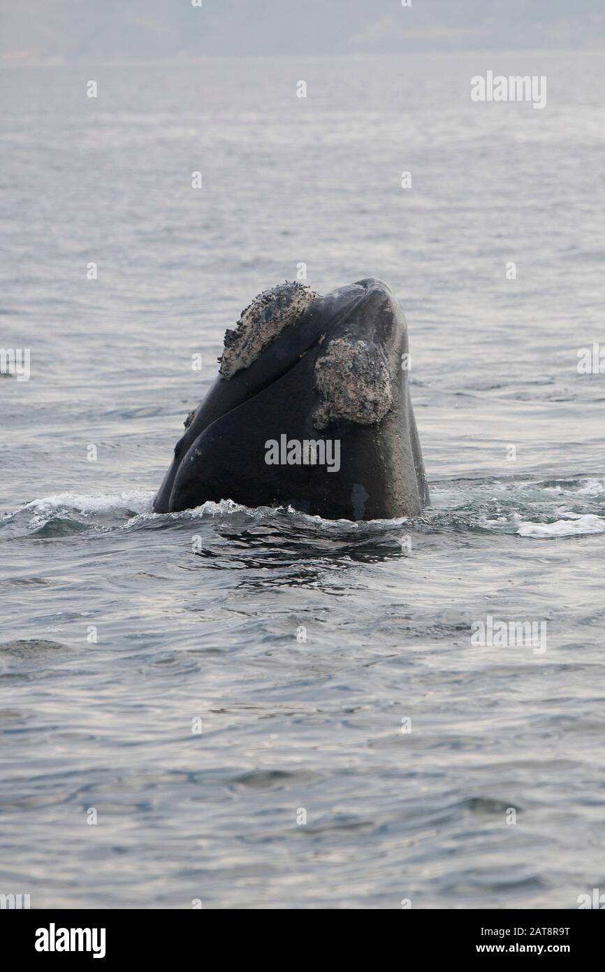Southern Right Whale, eubalaena australis, Head emerging from Sea ...