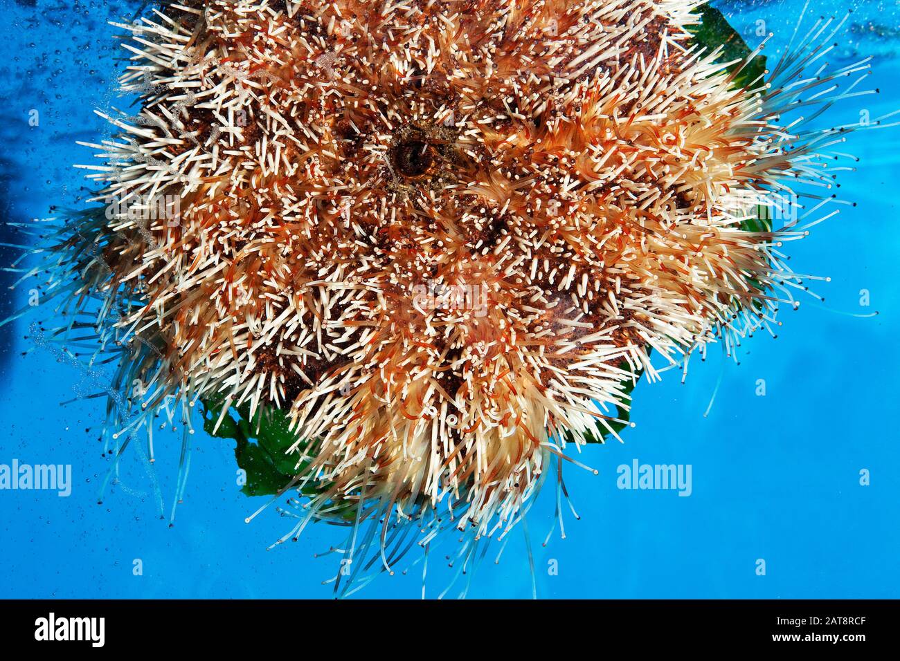 Priest-Hat Urchin or Short Spine Urchin, tripneustes gratilla, South ...