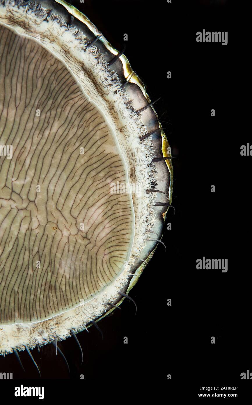 Abalone or Perlemoen, haliotis midae, South Africa Stock Photo - Alamy