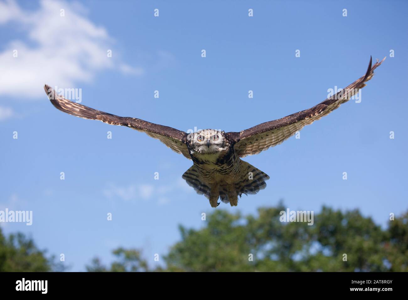Cape Eagle Owl, bubo capensis, Adult in Flight Stock Photo - Alamy