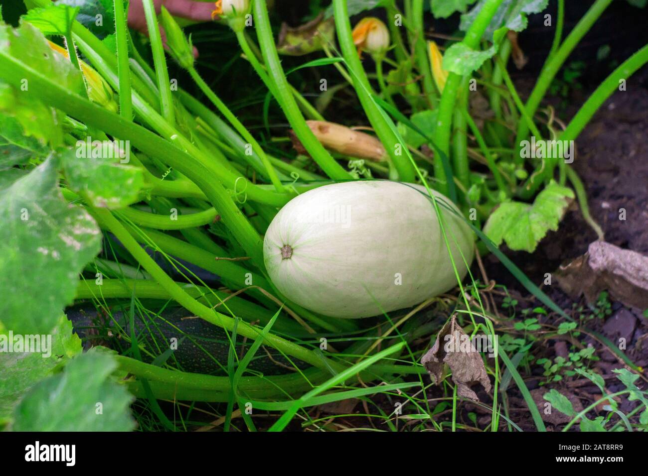 fruit of zucchini in vegetable garden under sun light. Homegrown ...