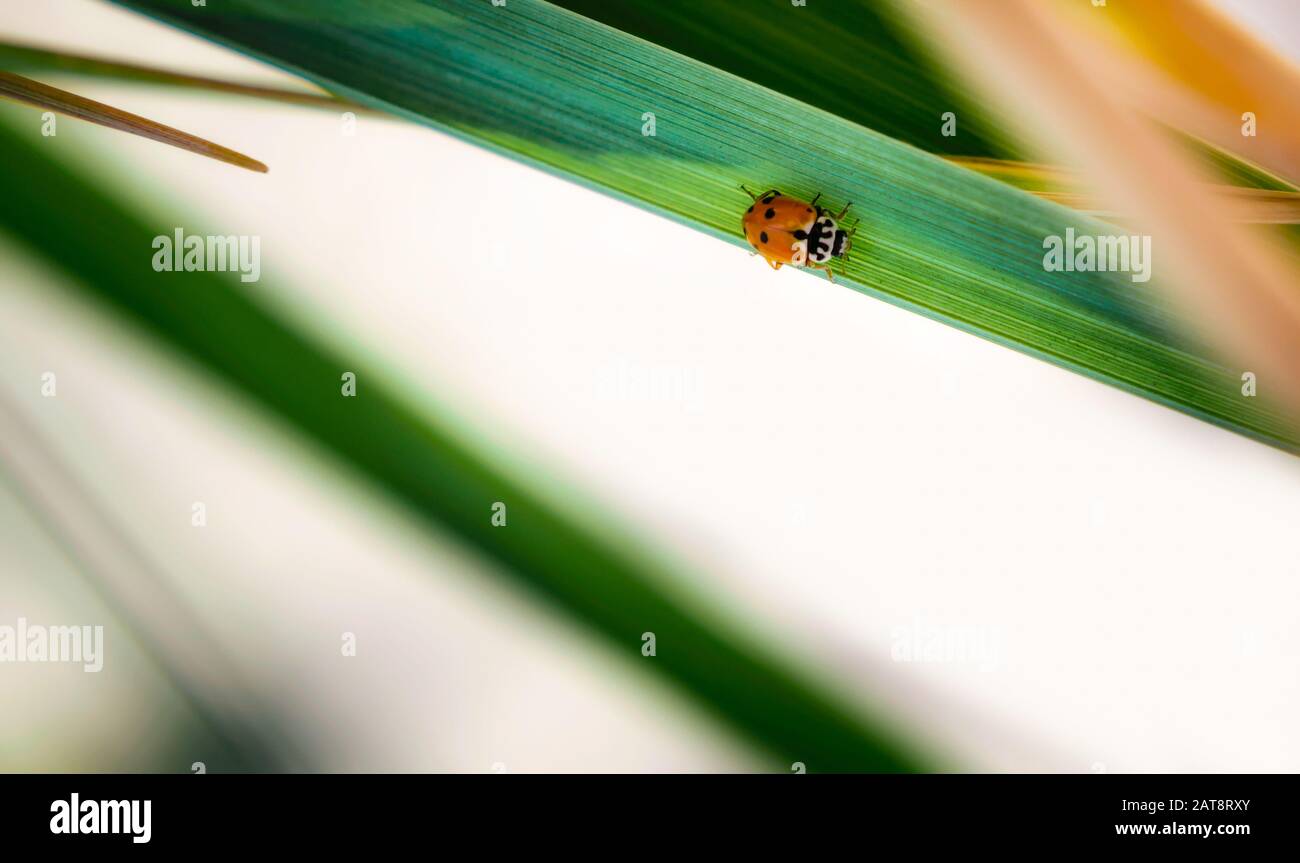 small red spotted beetle sits on a green leaf of a plant spring ...