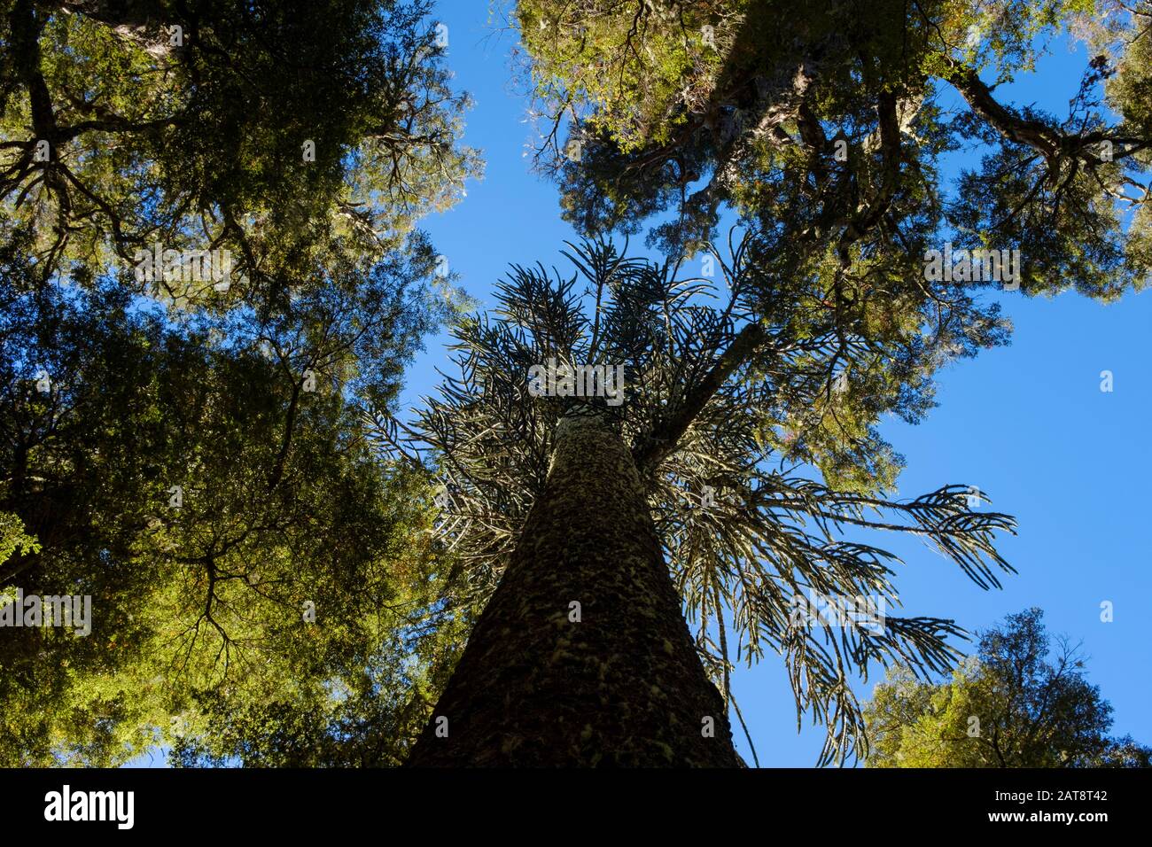 Monkey Puzzle tree (Araucaria araucana). Conguillio National Park. La ...