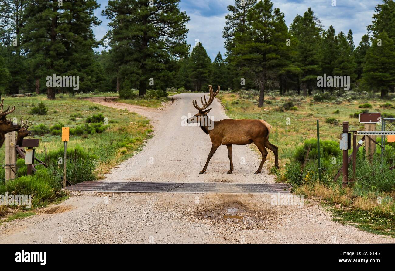 Elk with rack walking across road by cattle guard and evergreen trees ...