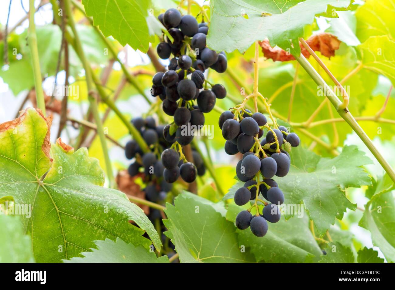 Farmer gathering crop of grapes on ecological farm Stock Photo - Alamy