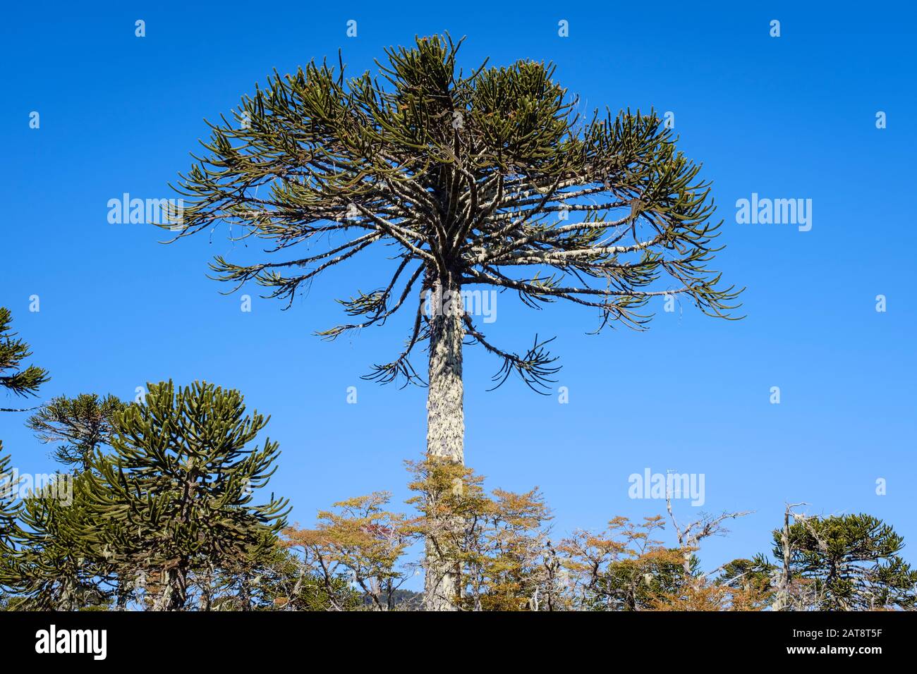Monkey Puzzle trees (Araucaria araucana). Conguillio National Park. La ...