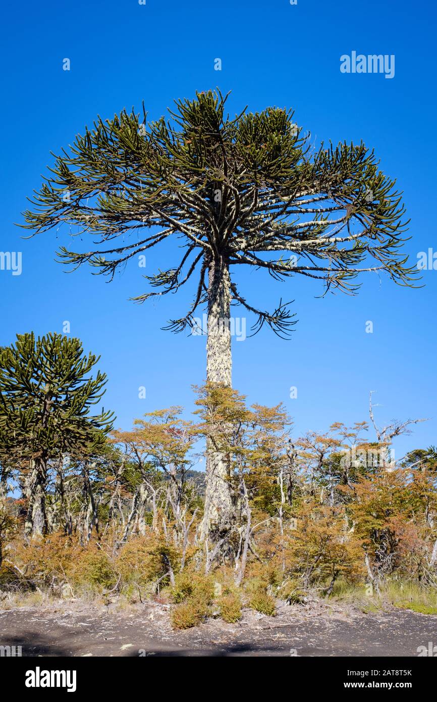 Monkey Puzzle trees (Araucaria araucana). Conguillio National Park. La ...