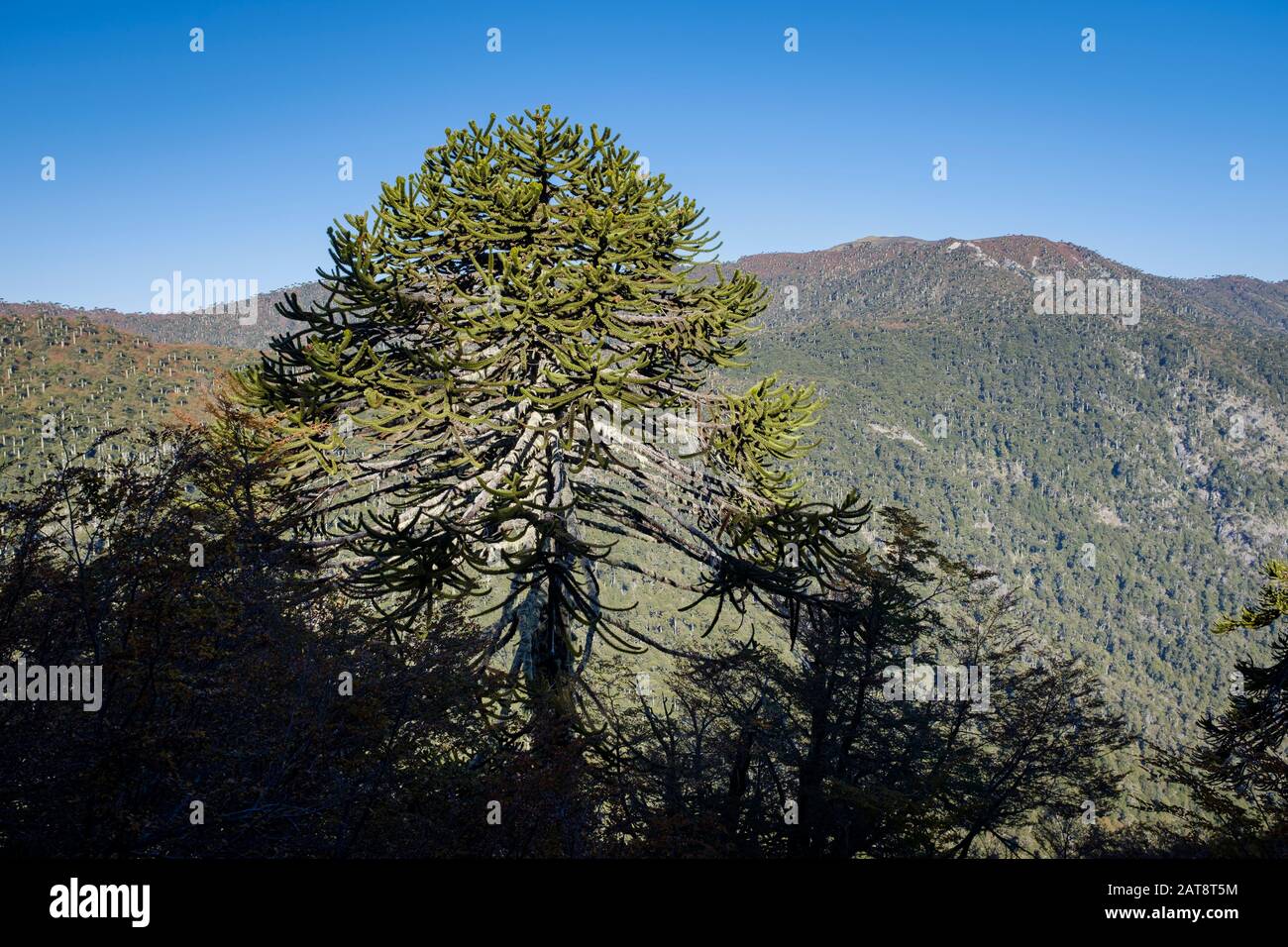 Monkey Puzzle trees (Araucaria araucana). Conguillio National Park. La ...